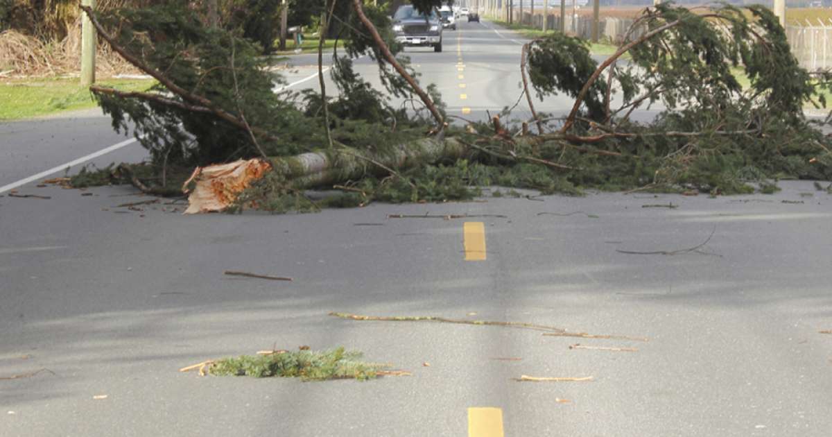 Caution Motorists: fallen debris and branches on roadways | North Middlesex